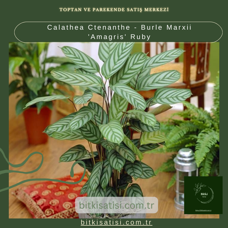 Calathea Ctenanthe Burle Marxii 'Amagris' Ruby ile Şık ve Sağlıklı İç ...