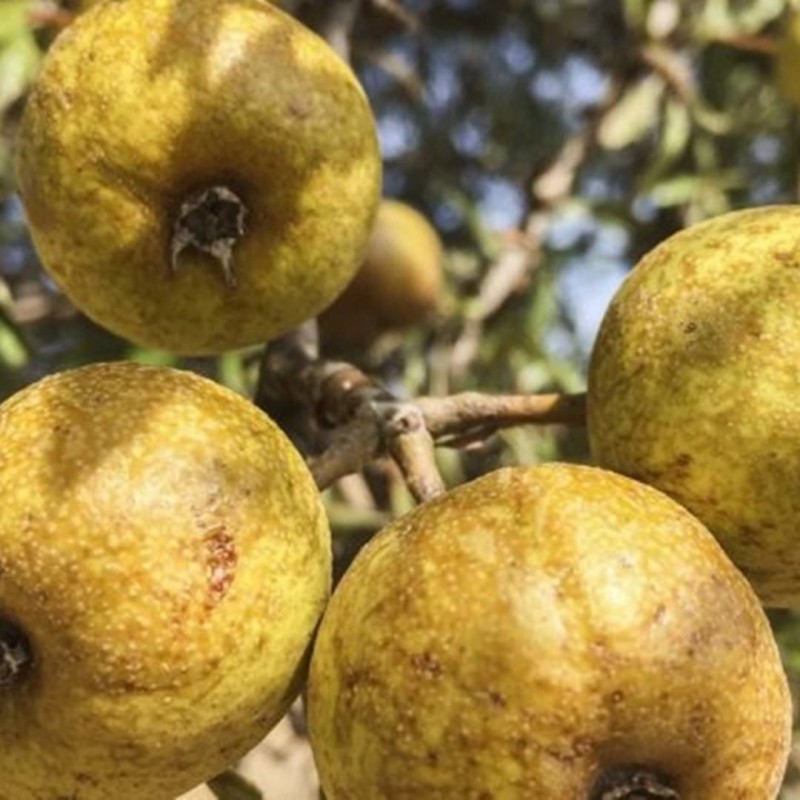 Dağ Armut Fidanı Satın Al | Soğuk Havalara Dayanıklı ve Verimli Fidanlar