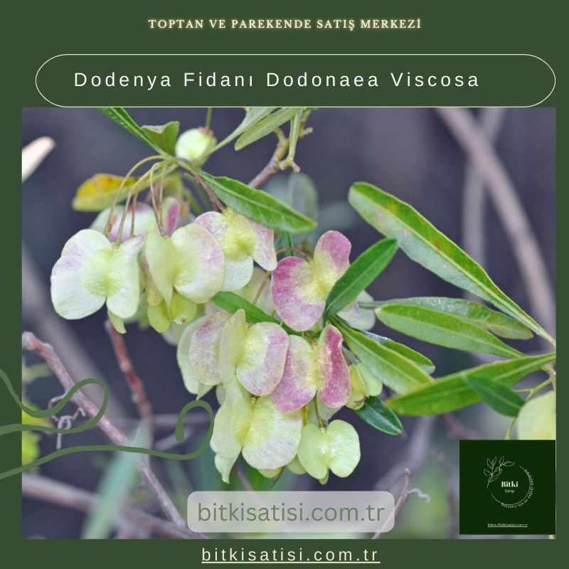 Dodenya Fidanı Dodonaea Viscosa